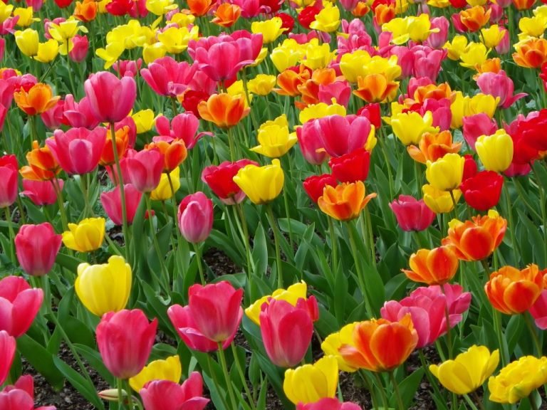 Planting Spring Flower Bulbs A Quick Guide For Vibrant Garden Blooms