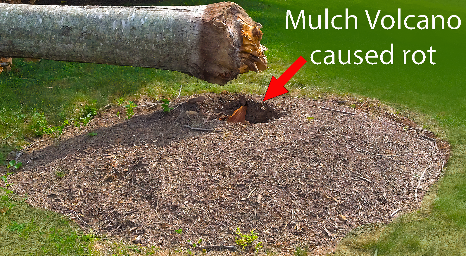 🌳Effective Tree Mulching Techniques for Healthy Tree Care - GoGreenStart 🌲
