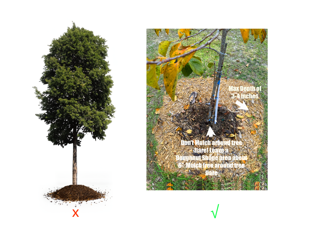 🌳Effective Tree Mulching Techniques for Healthy Tree Care - GoGreenStart 🌲