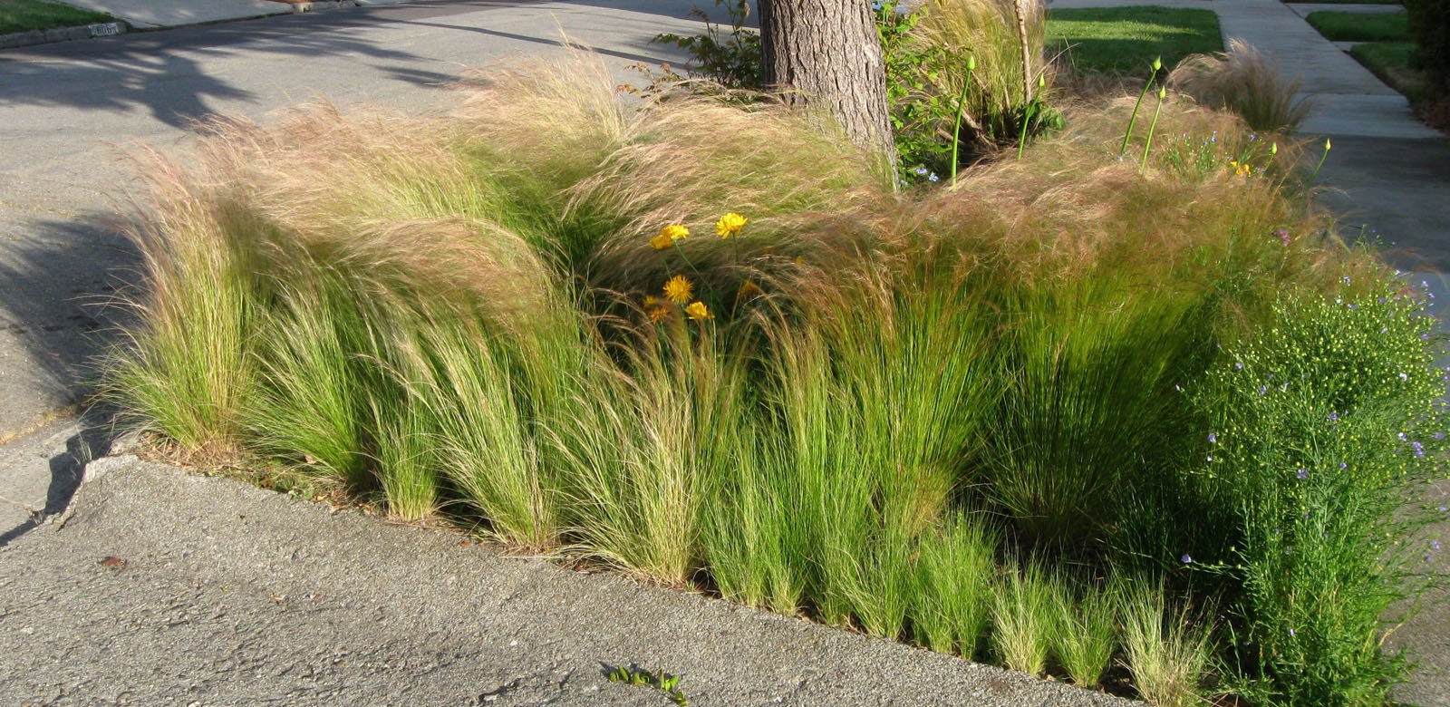 Top 10 Easy-Care Garden Plants - GoGreenStart